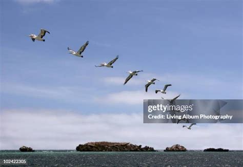 Bird Flying Sequence Photos And Premium High Res Pictures Getty Images