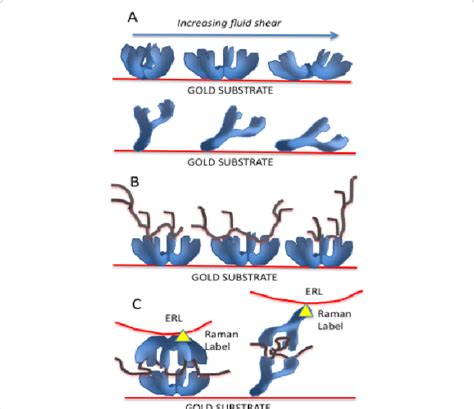 Unique Features Of Lectin Polysaccharide Recognition And Sandwich