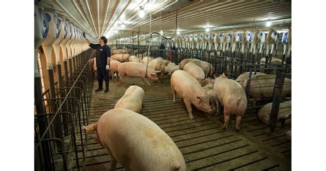 Поголовието на свинете майки в европейските ферми се увеличава Български Фермер