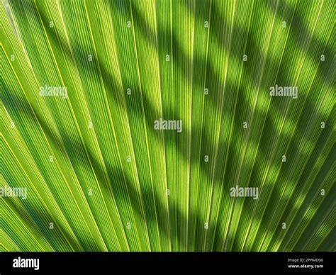 Due To Its Subtropical Climate Diverse Topography And Many Microclimates Sicily Houses A Wide