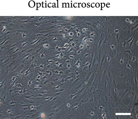 Identification Of Primary Astrocytes Using Microscopy And Download