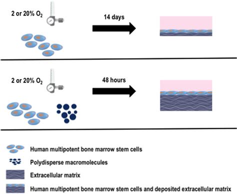 Macromolecular Crowding Significantly Accelerates Extracellular Matrix Download Scientific