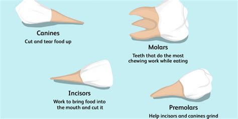 Teeth Names Types Of Teeth Names Of Teeth In English English Saga