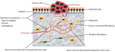 Cancers Special Issue Cancer Associated Fibroblasts
