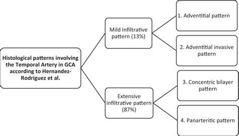 Histological Patterns Involving The Temporal Artery In Gca And Scoring Download Scientific
