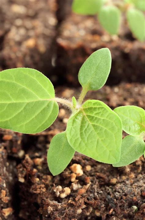 How To Grow A Cherry Tree From Seeds Plantglossary