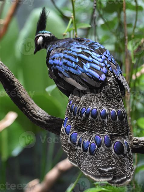 Pretty Wild Palawan Peacock Pheasant On A Tree Branch 11835626 Stock
