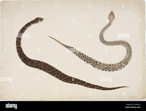 Naturalis Biodiversity Center Rmnh Art 104 Gloydius Blomhoffii Kawahara