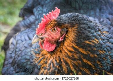 Hundred Chicken Sex Royalty Free Images Stock Photos Pictures Shutterstock