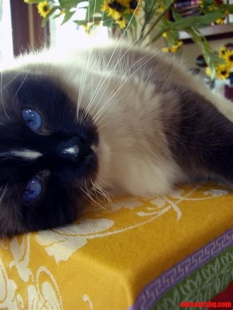 Bindi Cute Cats Hq Pictures Of Cute Cats And Kittens Free Pictures