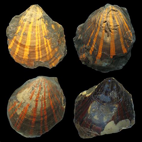 Glowing Fossils Fluorescence Reveals Color Patterns Of Earliest Scallops