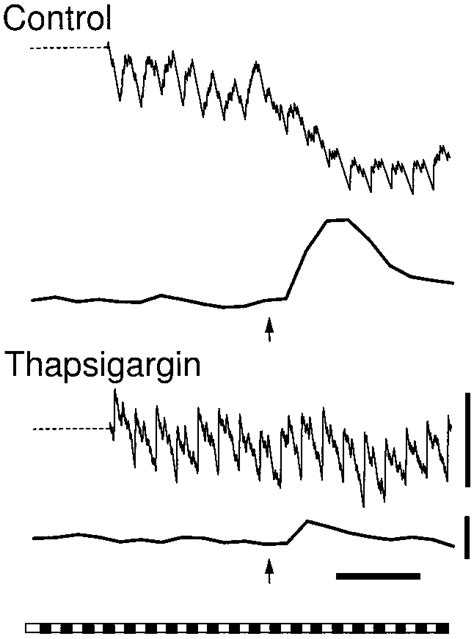 Effect Of Thapsigargin On The Modulation Of Neuronal Activity Download Scientific Diagram