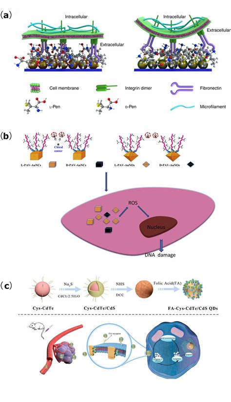 A Schematic Presentation Of The Regulation Of Ng108 15 Cell Adhesion Download Scientific