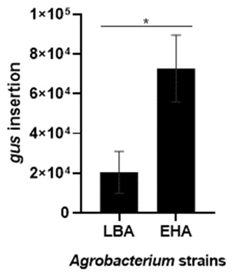 Plants Free Full Text An Efficient Agrobacterium Mediated Genetic Transformation Method For