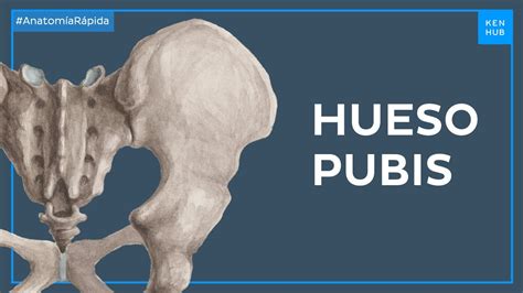 Anatomía Del Hueso Púbico Apunte Torax Y Pelvis Anatomía Normal