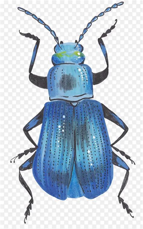 手绘甲壳虫png图片素材下载图片编号9405482 Png素材网