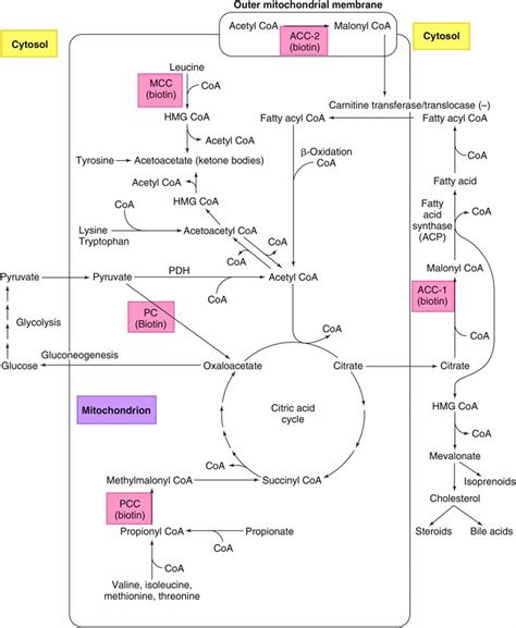 Biotin Vitamins Biotin Deficiency Biotin Benefits Foods High In Biotin