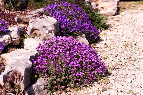 Dense Ground Cover Plants For Sun 20 Best Ground Cover Plants Bbc