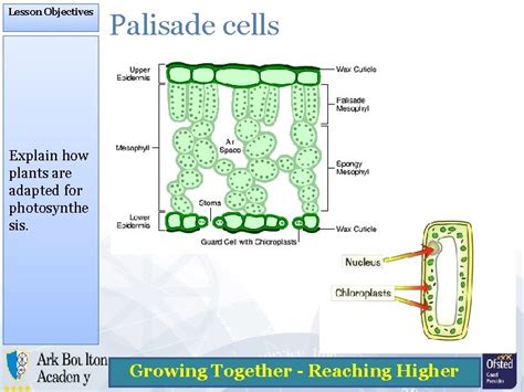 Lesson Objectives 12 March 2021 Plant Tissues And