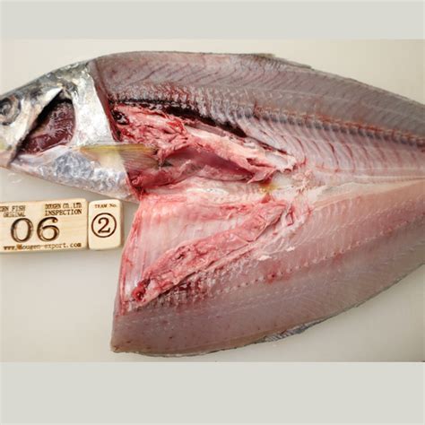 Chinese Herring Dougen