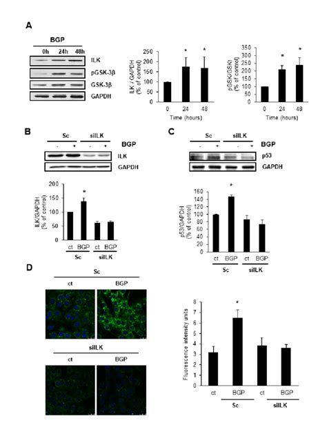 Hyperphosphatemia Induces Senescence By Increasing Ilk Expression And Download Scientific