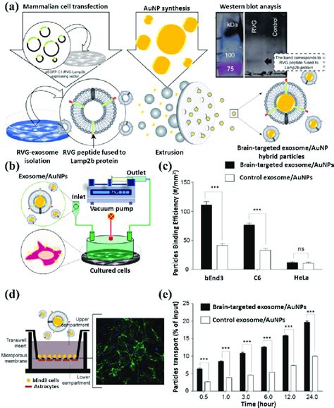 Schematic Representation Of Gold Nanoparticle Surface Functionalization