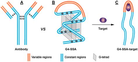 Universal Design Of Structure Switching Aptamers With Signal Reporting Functionality