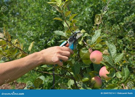 How To Prune Apple Trees In Summer To Ensure A Good Crop The Following Year Gardener Pruning
