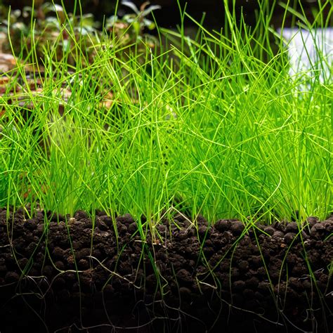 Dwarf Hair Grass Uns Tissue Culture — Buce Plant