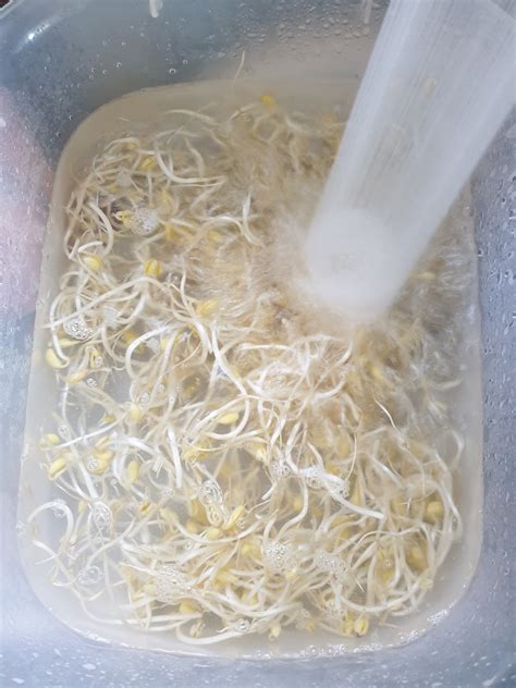 해장에 딱인 초간단 매콤한 콩나물국맑은 콩나물국