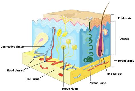IJMS Free Full Text Fascia LayerA Novel Target For The Application