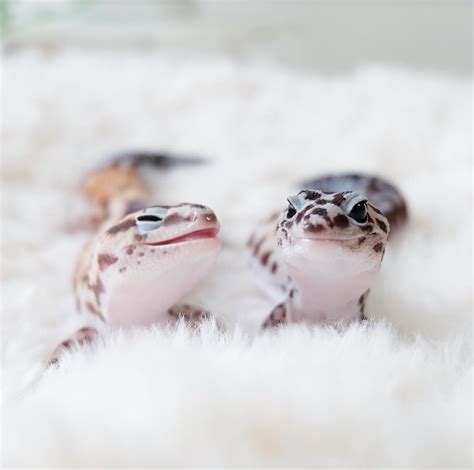 Adorable Leopard Geckos On A White Rug