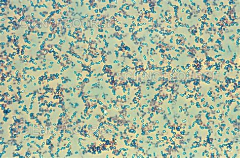 Diplococcus Bacteria