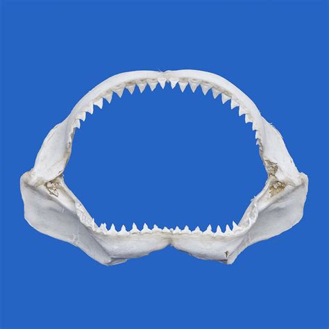 Bull Shark Jaw Great Shark Display Oceanicshark