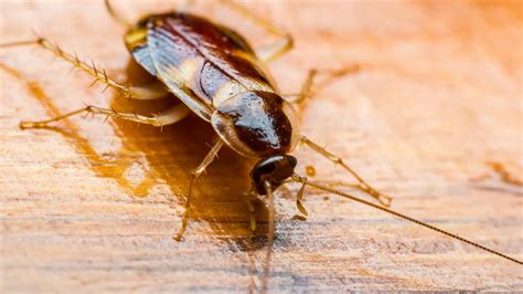 The 6 Most Common Causes Of A Cockroach Infestation In Your House A Z