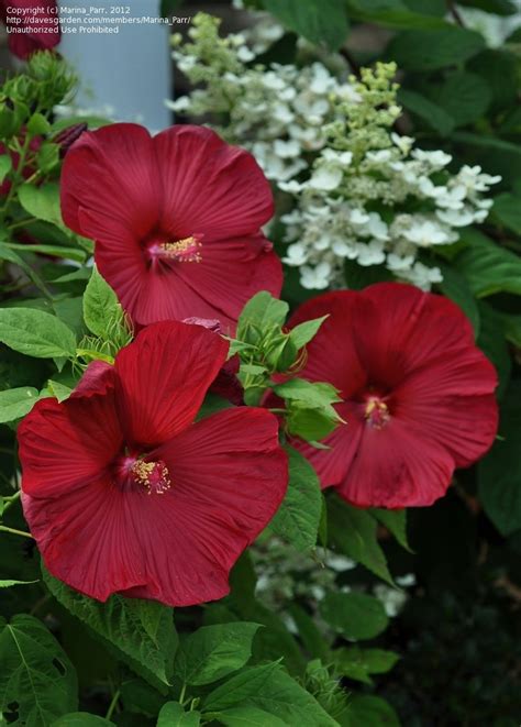 Plantfiles Pictures Hardy Hibiscus Rose Mallow Swamp Mallow Luna