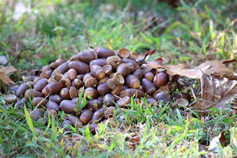 도토리 떨어지다 가을 Pixabay의 무료 사진 Pixabay