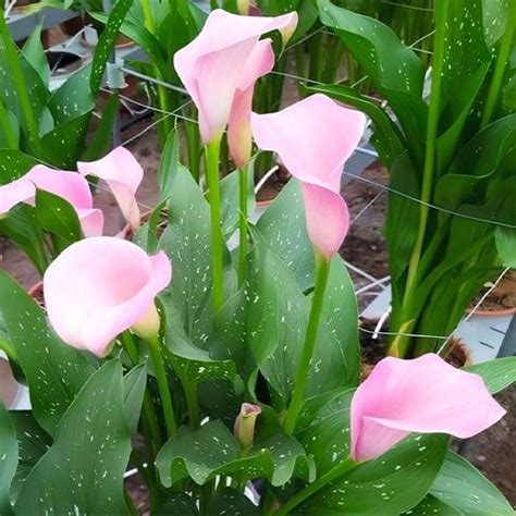 Calla Lily Zantedeschia Candy Floss Order Online In Eu Directly From The Netherlands