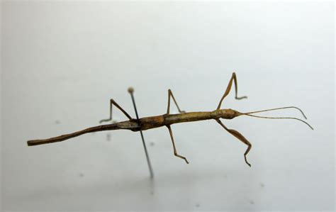 Phasmatodea