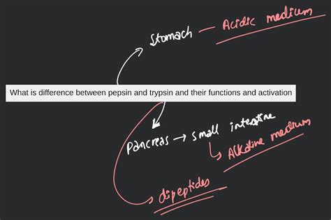 What Is Difference Between Pepsin And Trypsin And Their Functions And Act