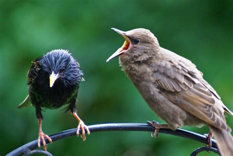 Starling Fledgling Meme Generator
