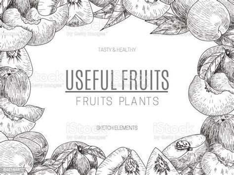 벡터 디자인 손으로 그려진된 복숭아 빈티지 스케치 스타일 그림입니다 유기농 에코 음식입니다 전체 절반 조각 슬라이스 나뭇잎과 꽃을 두고 새겨진 과일 건강한 생활방식에 대한