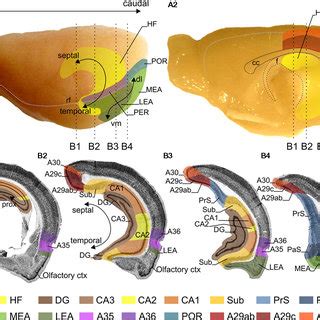 PDF The Retrosplenial Cortex Intrinsic Connectivity And Connections With The Para