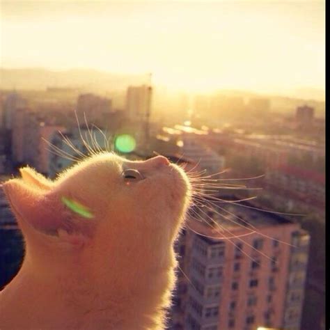 超酷的猫咪头像动态图 动态图库网