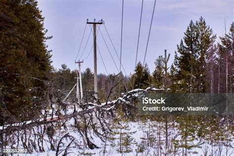 쓰러진 나무로 인해 손상된 고전압 전기 시스템은 쓰러진 도체로 인해 접지 전류 및 전기 접촉의 위험이 증가하는 위험한 시나리오를 제시합니다 0명에 대한 스톡 사진 및 기타