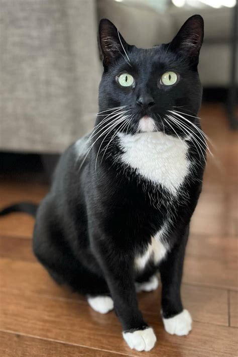 15 Fun Tuxedo Cat Facts You Didnt Know Before