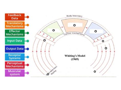 Whitings Info Processing Model Labelled Diagram