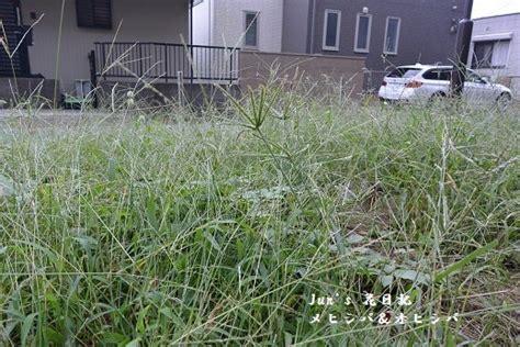 馬唐メヒシバ牛筋草オヒシバ Jun s 茶日記