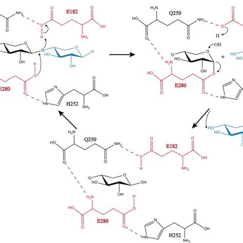 Multiple Sequence Alignment And Structure Analyses Of Xyna Multiple