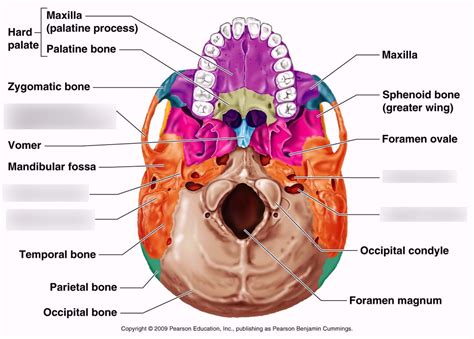 Temporal Bone Diagram Quizlet Temporal Bone Diagram Quizlet